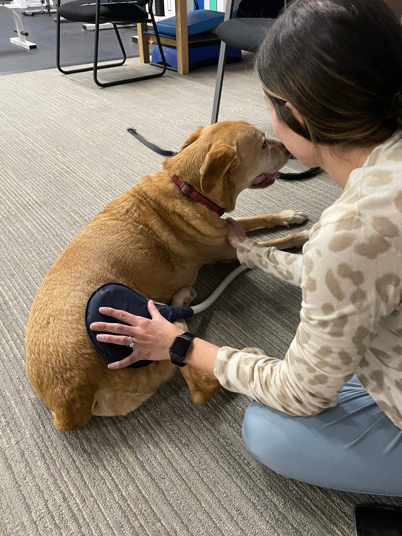 PEMF Therapy for Pets | New Jersey Doctors of Physical Therapy