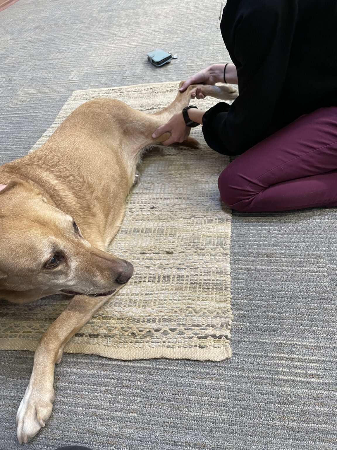PEMF Therapy for Pets | New Jersey Doctors of Physical Therapy